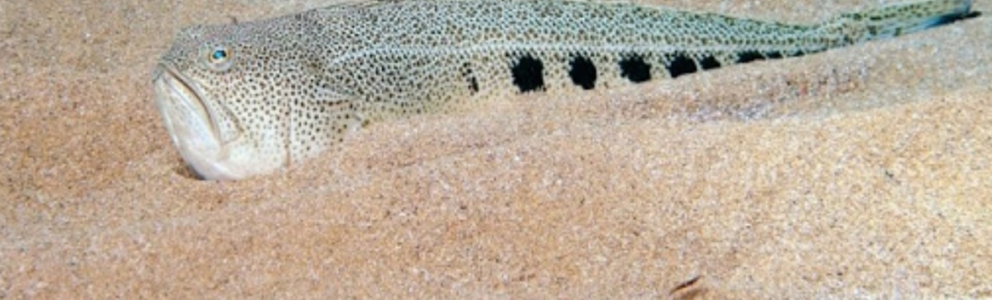 Spiderfish Sting: Causes and Appropriate Treatment - Medico na Net